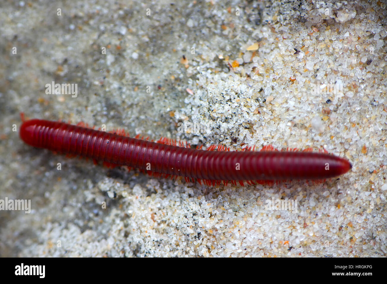 Biophysics. High-speed trains and flow of body. Centipede is rapidly ...