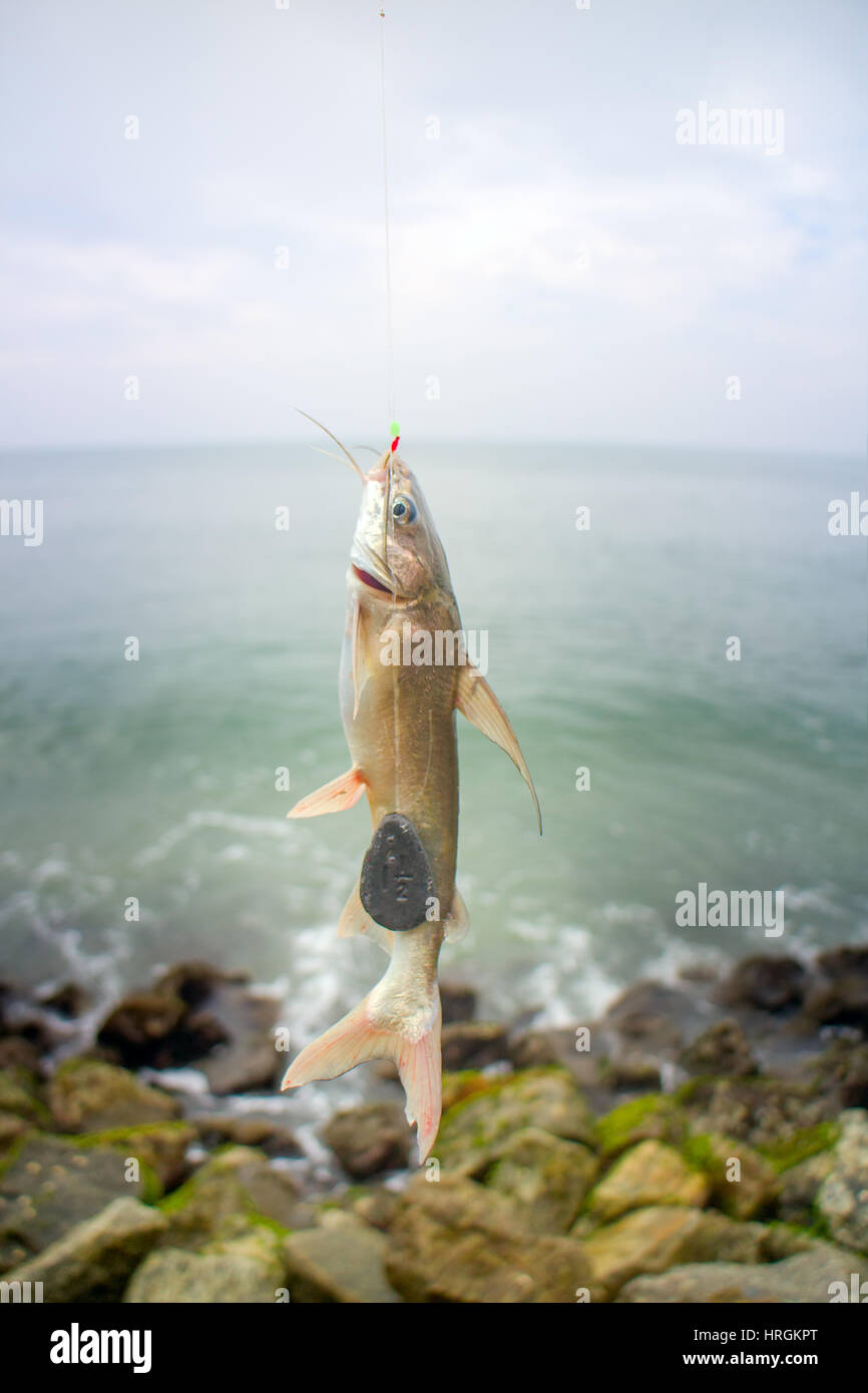 Fishing in India 2. Parvati fish caught in surf among the rocks. Kerala ...