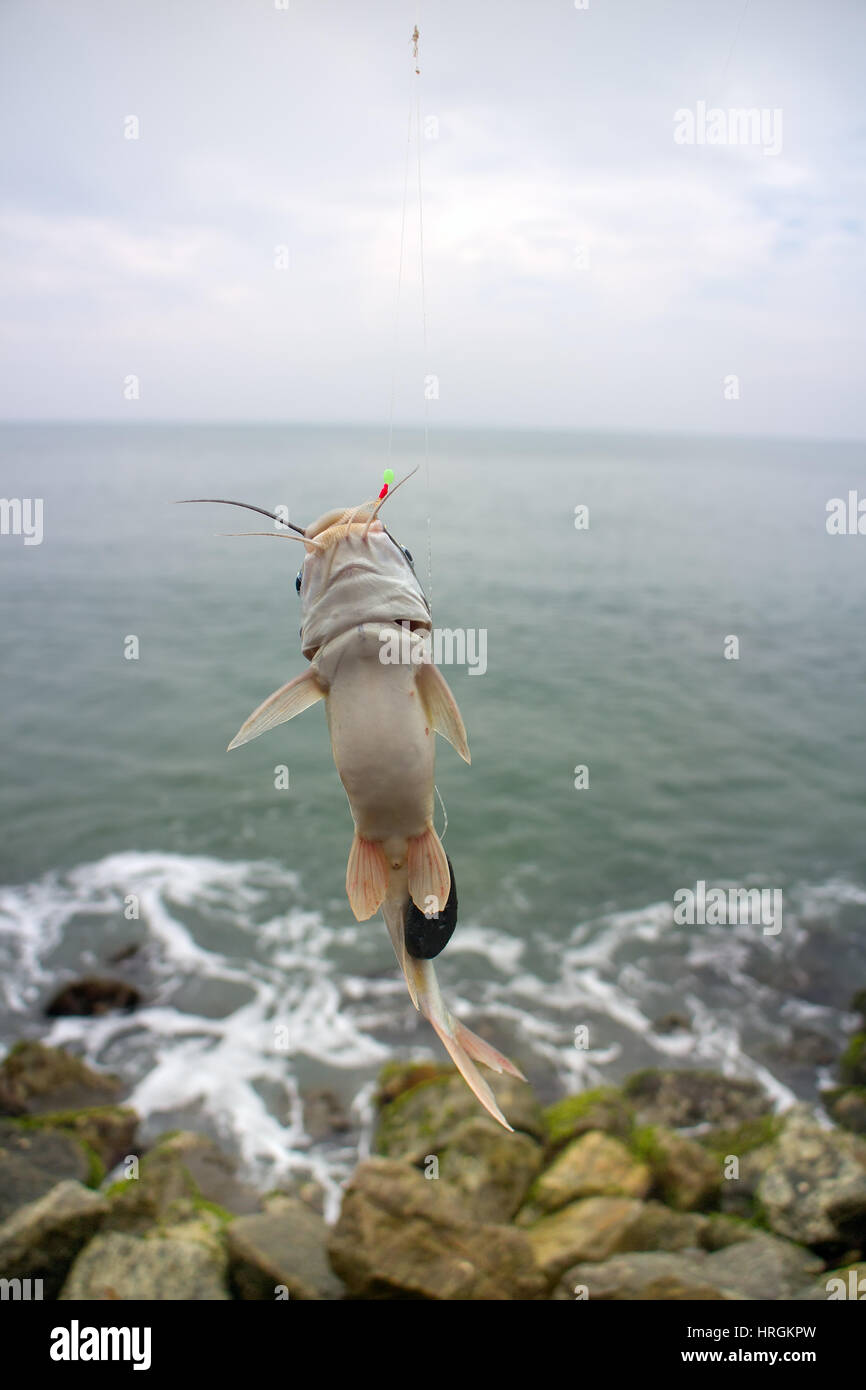 Fishing in India 2. Parvati fish caught in surf among the rocks. Kerala ...