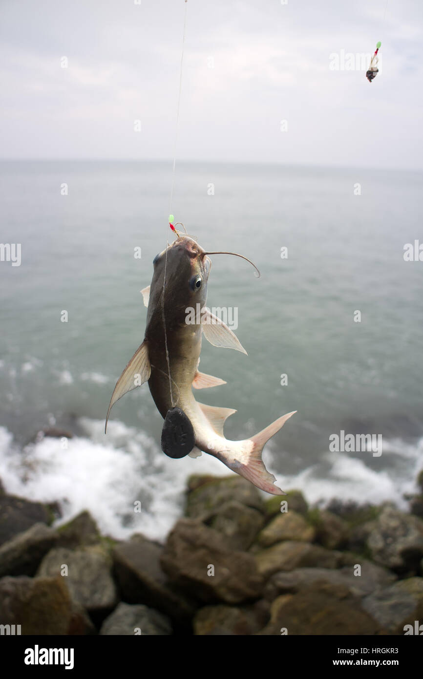 Fishing in India 2. Parvati fish caught in surf among the rocks. Kerala ...