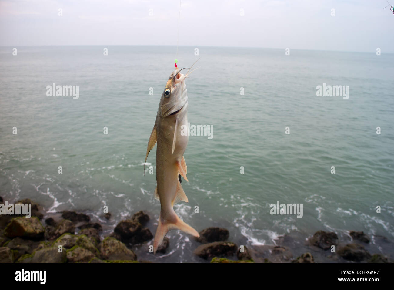 Fishing in India 2. Parvati fish caught in surf among the rocks. Kerala ...