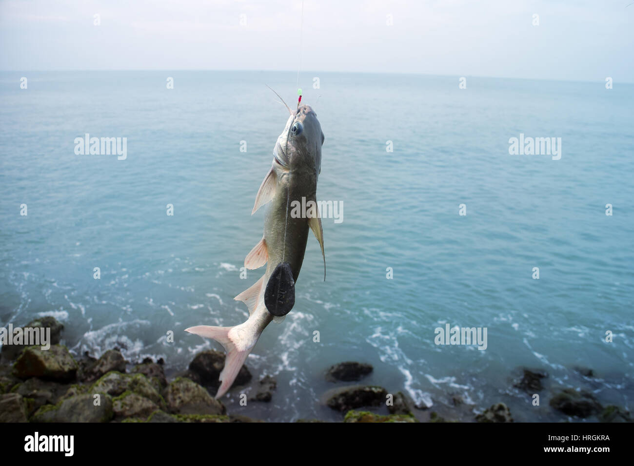 Fishing in India 2. Parvati fish caught in surf among the rocks. Kerala ...