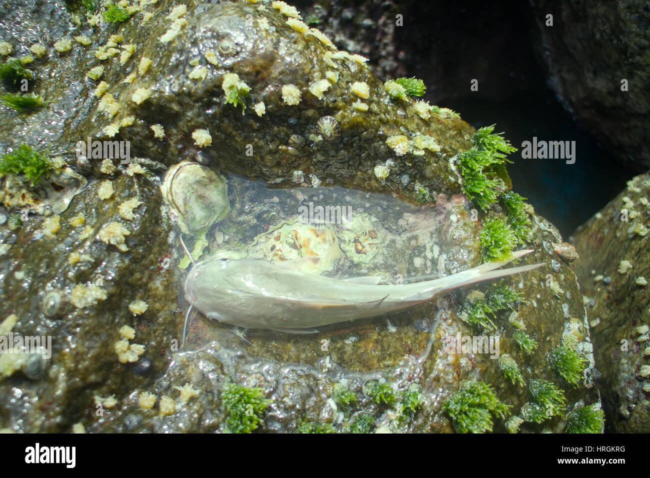Amater fishing in India 1. Parvati fish (gafftopsail catfish, Ariidae ...