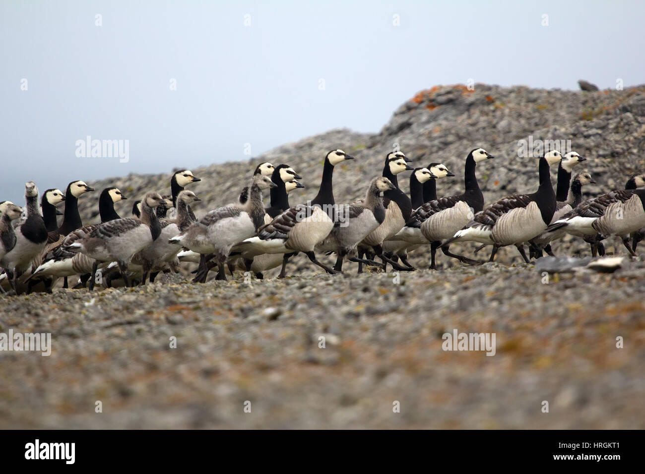 Barnacle goose with Chicks huddled together in tight flock in front of ...