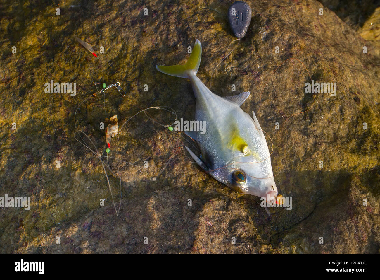Fishing in India. This triggerfish caught on clam meat, picked up on ...