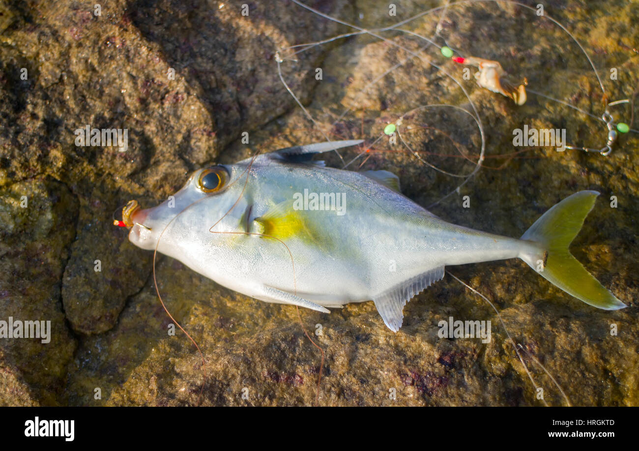 Fishing in India. This triggerfish caught on clam meat, picked up on ...