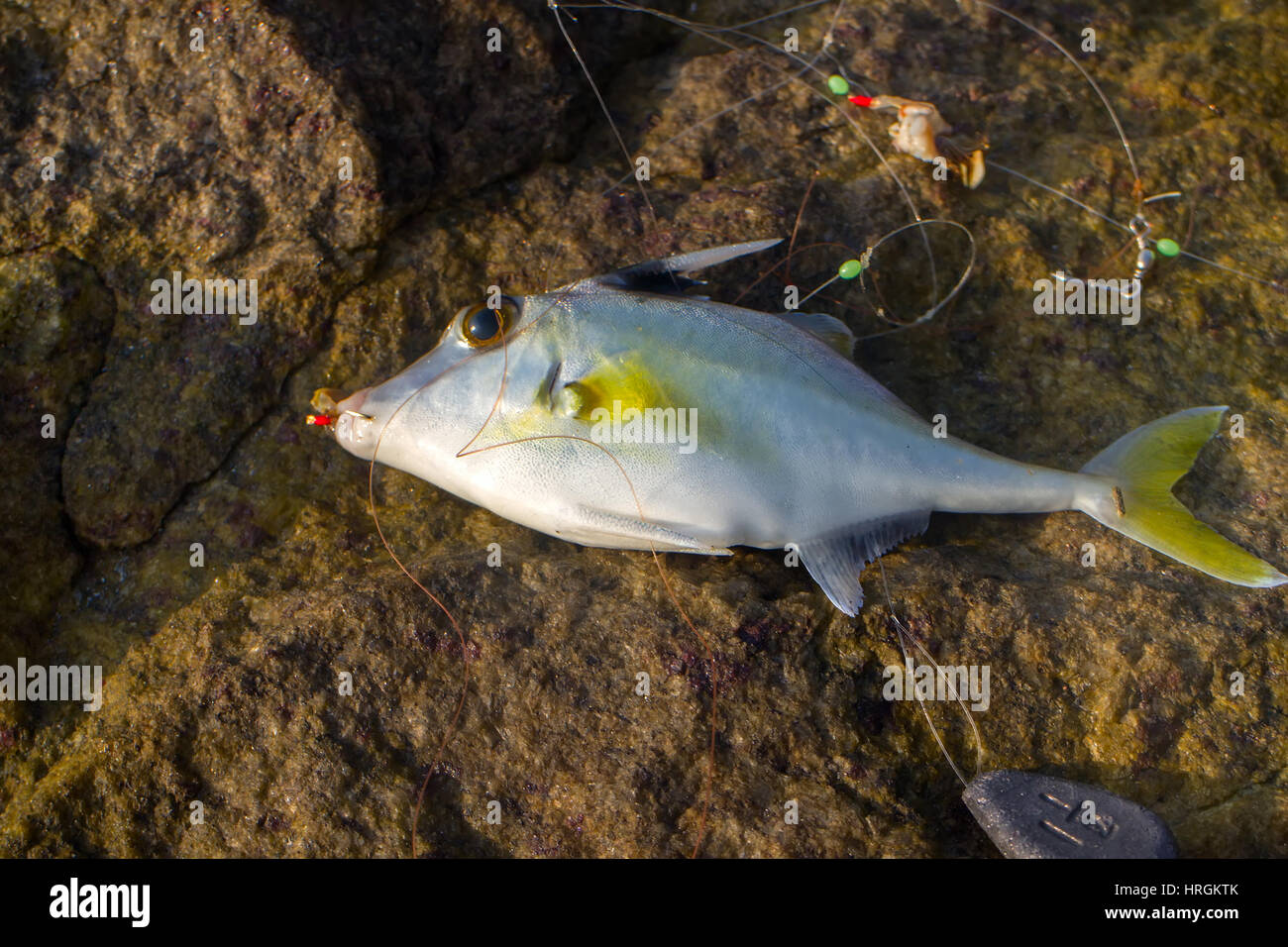 Fishing in India. This triggerfish caught on clam meat, picked up on ...