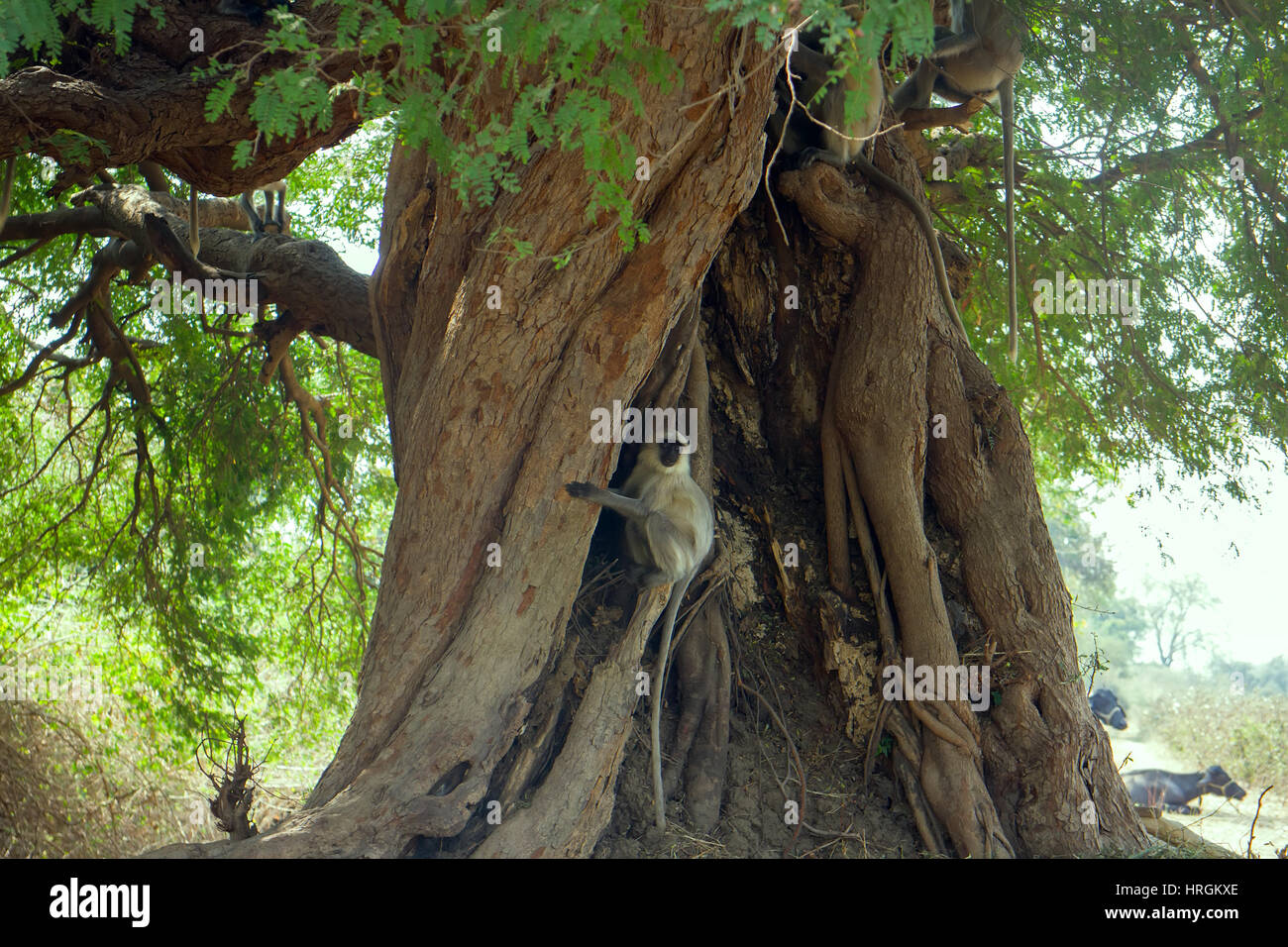 Hanuman langur (Presbytis entellus), sacred longtail monkey of India ...