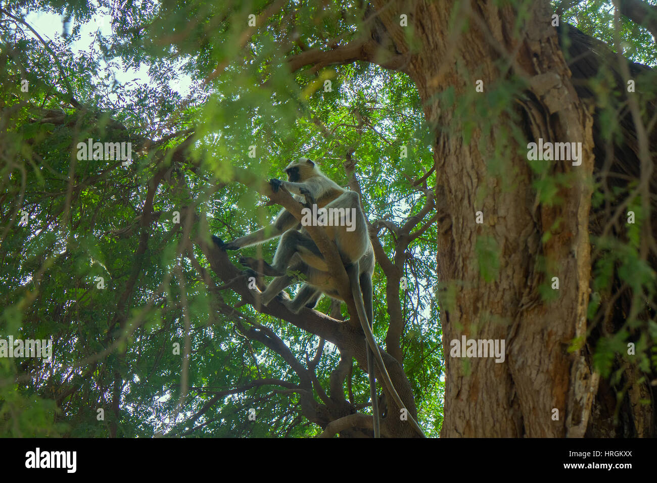 Flying soldiers of monkey God Hanuman 1. Bunch of monkeys (entellus ...
