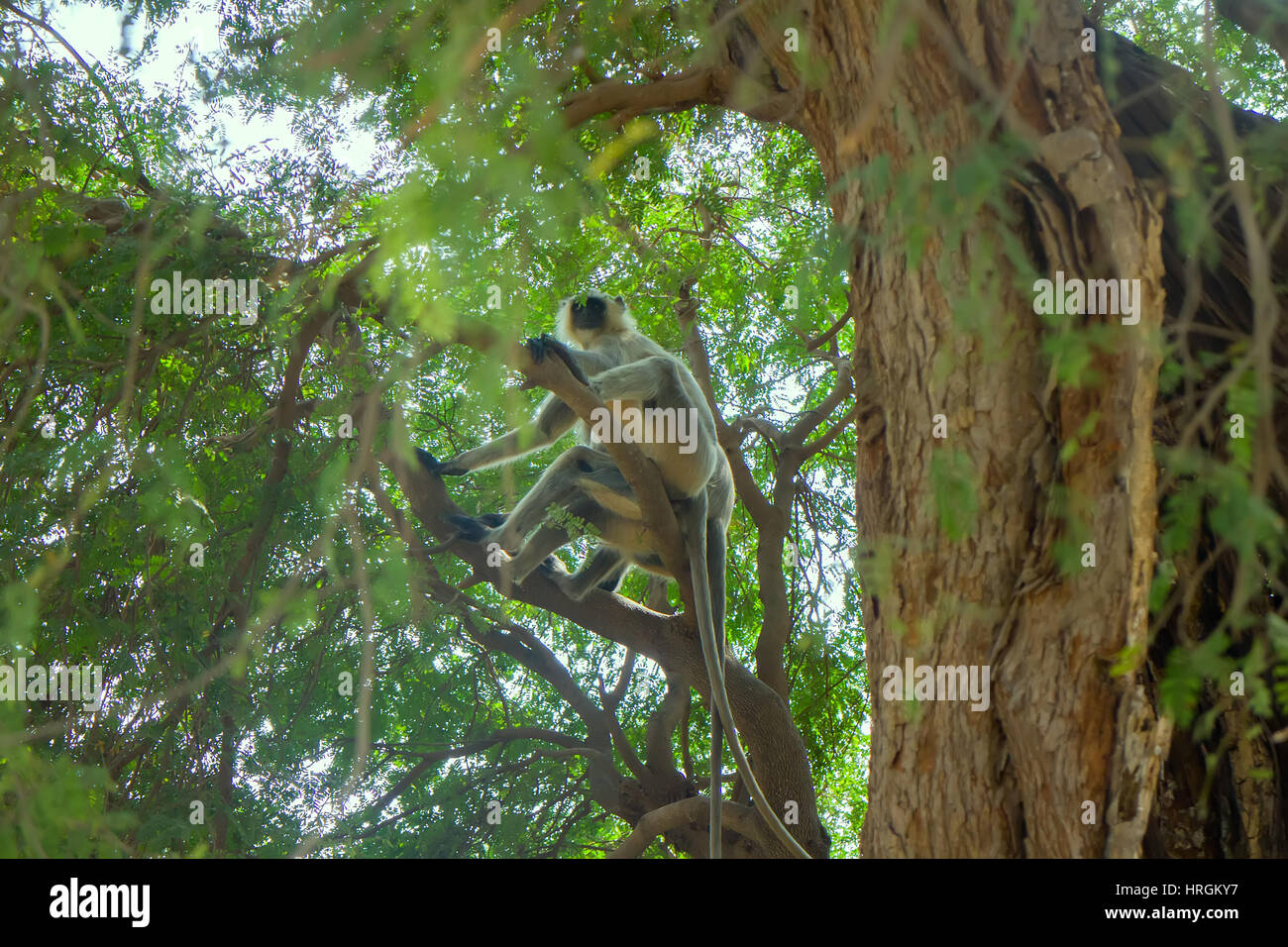 Hanuman langur (Presbytis entellus), sacred longtail monkey of India ...