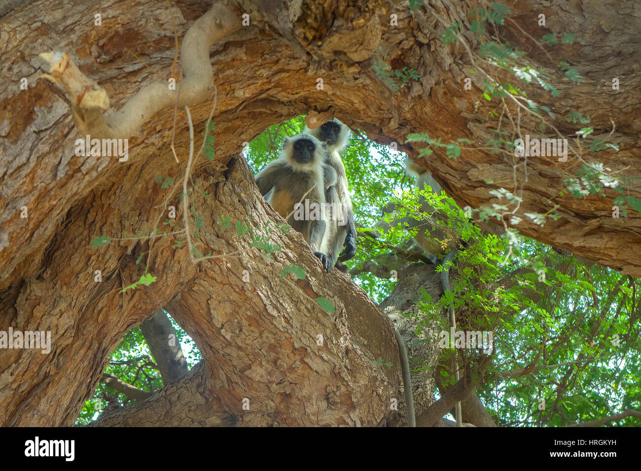 Hanuman langur (Presbytis entellus), sacred longtail monkey of India ...