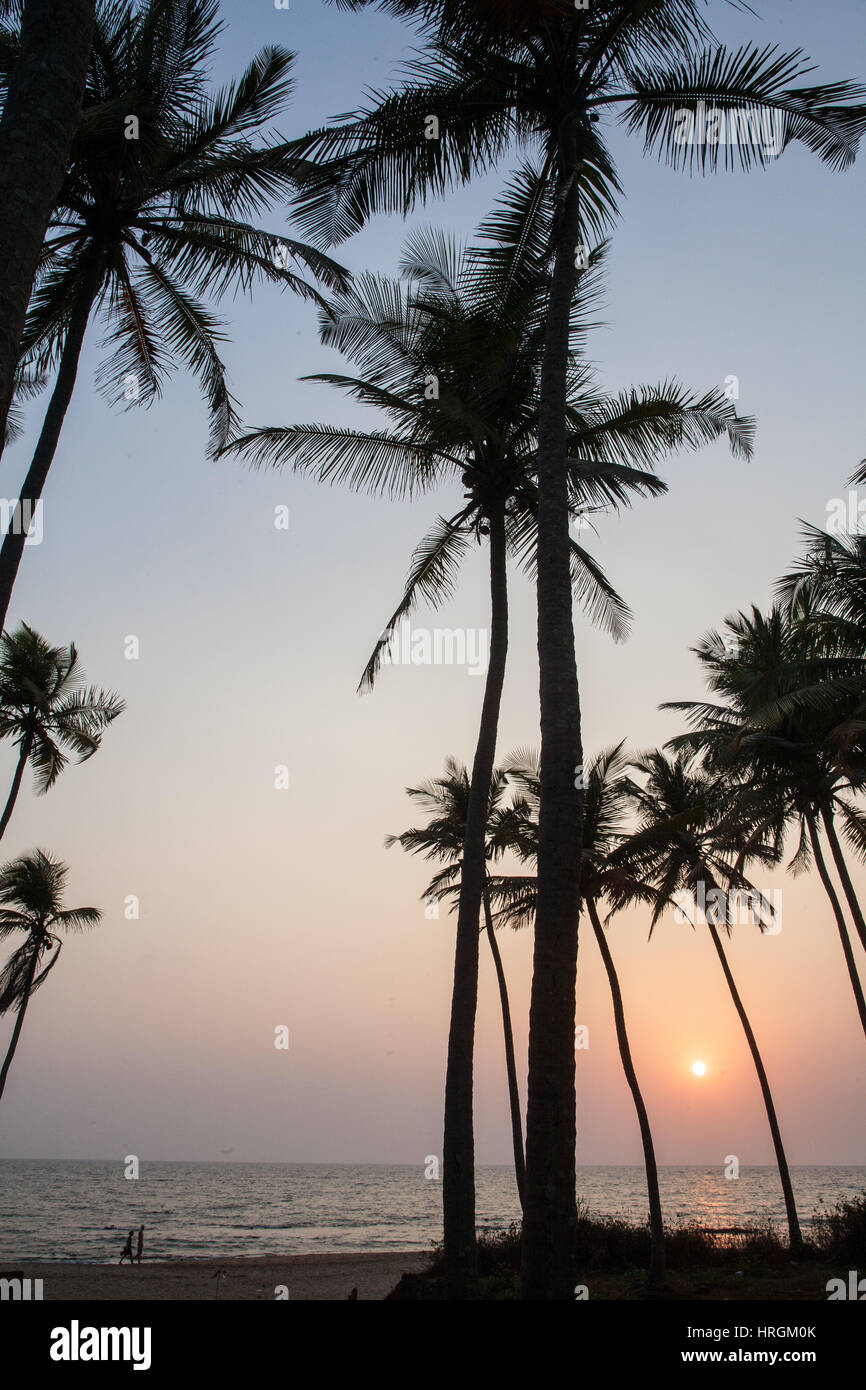 Anjuna beach palms trees goa hi-res stock photography and images - Alamy