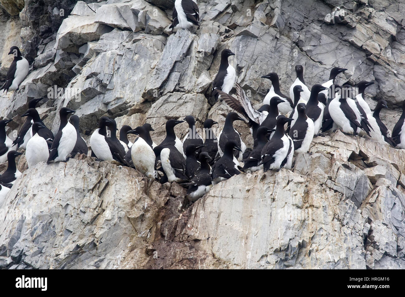 Guillemot egg hi-res stock photography and images - Alamy