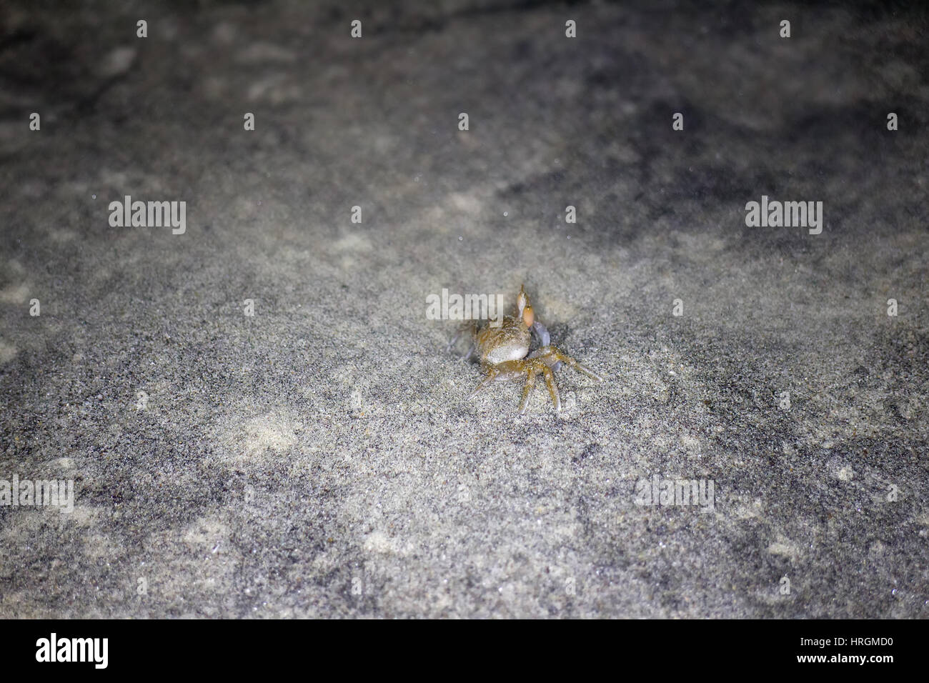 Jumping crab hi-res stock photography and images - Alamy