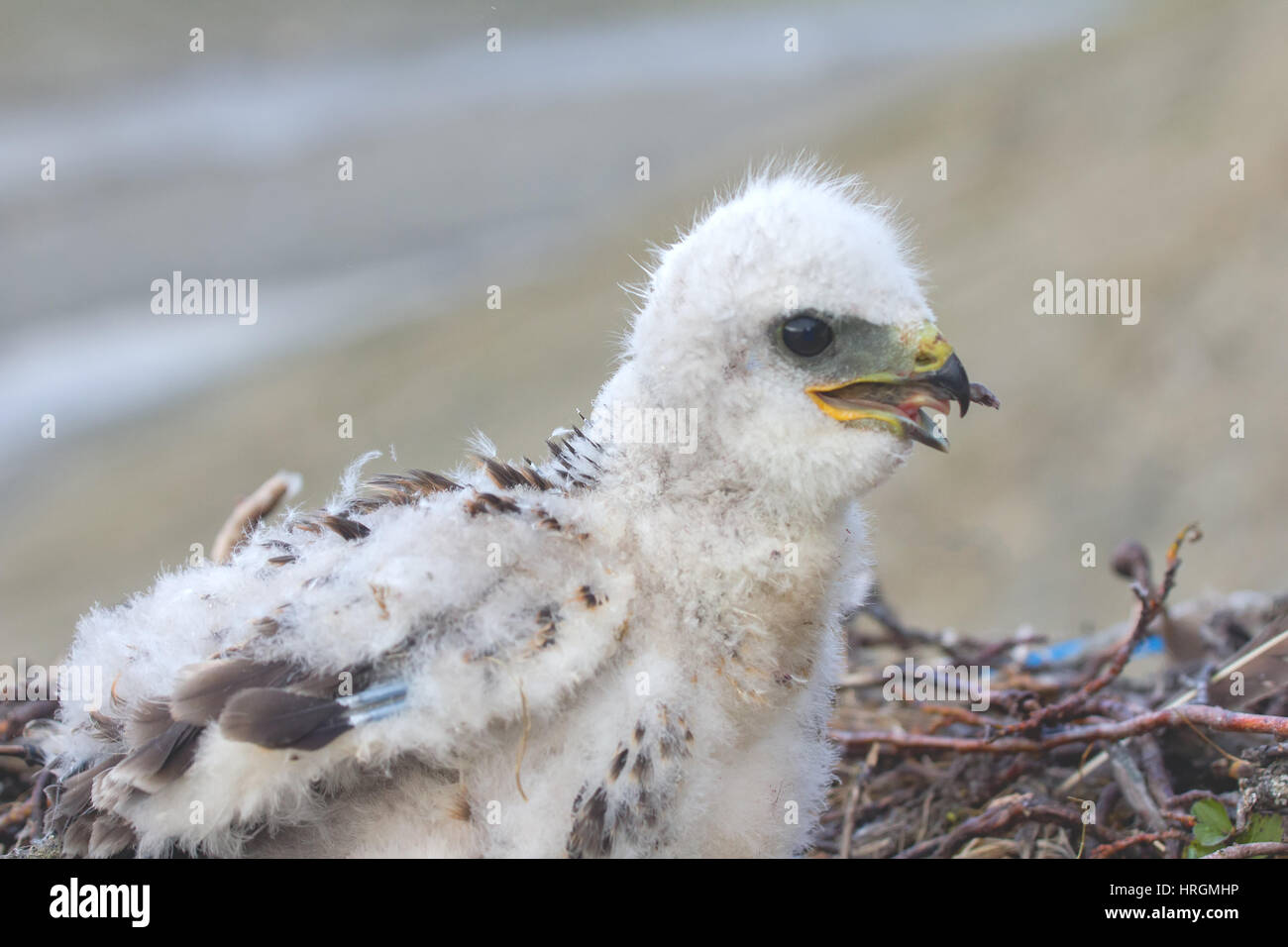 rough-legged Buzzard chick in nest. Novaya Zemlya Archipelago Stock ...