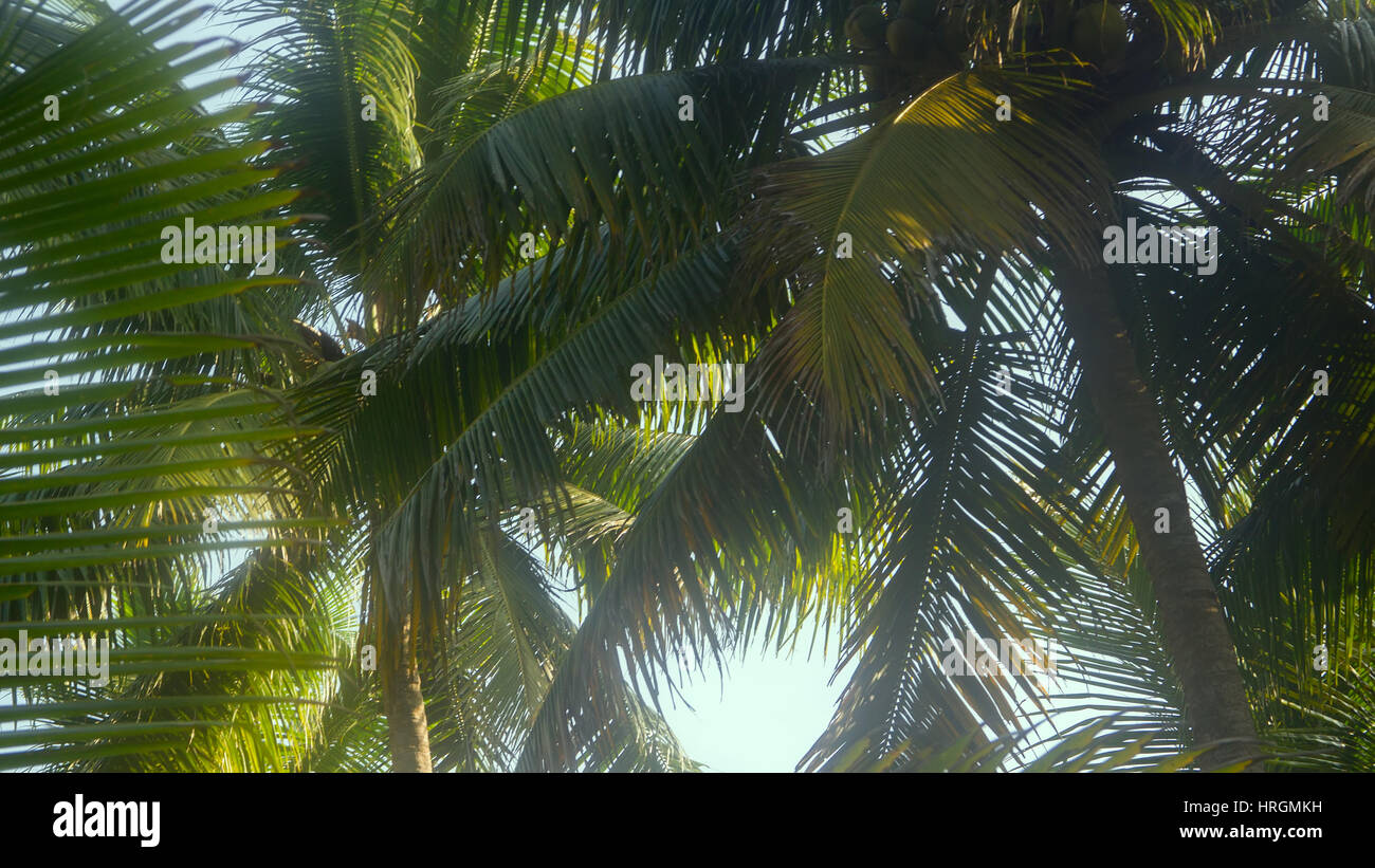 Coconut trees in winter. crown tropical tree Stock Photo - Alamy