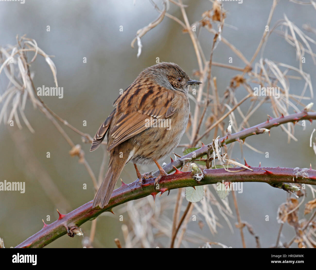 Dunnock (Prunella modularis Stock Photo - Alamy