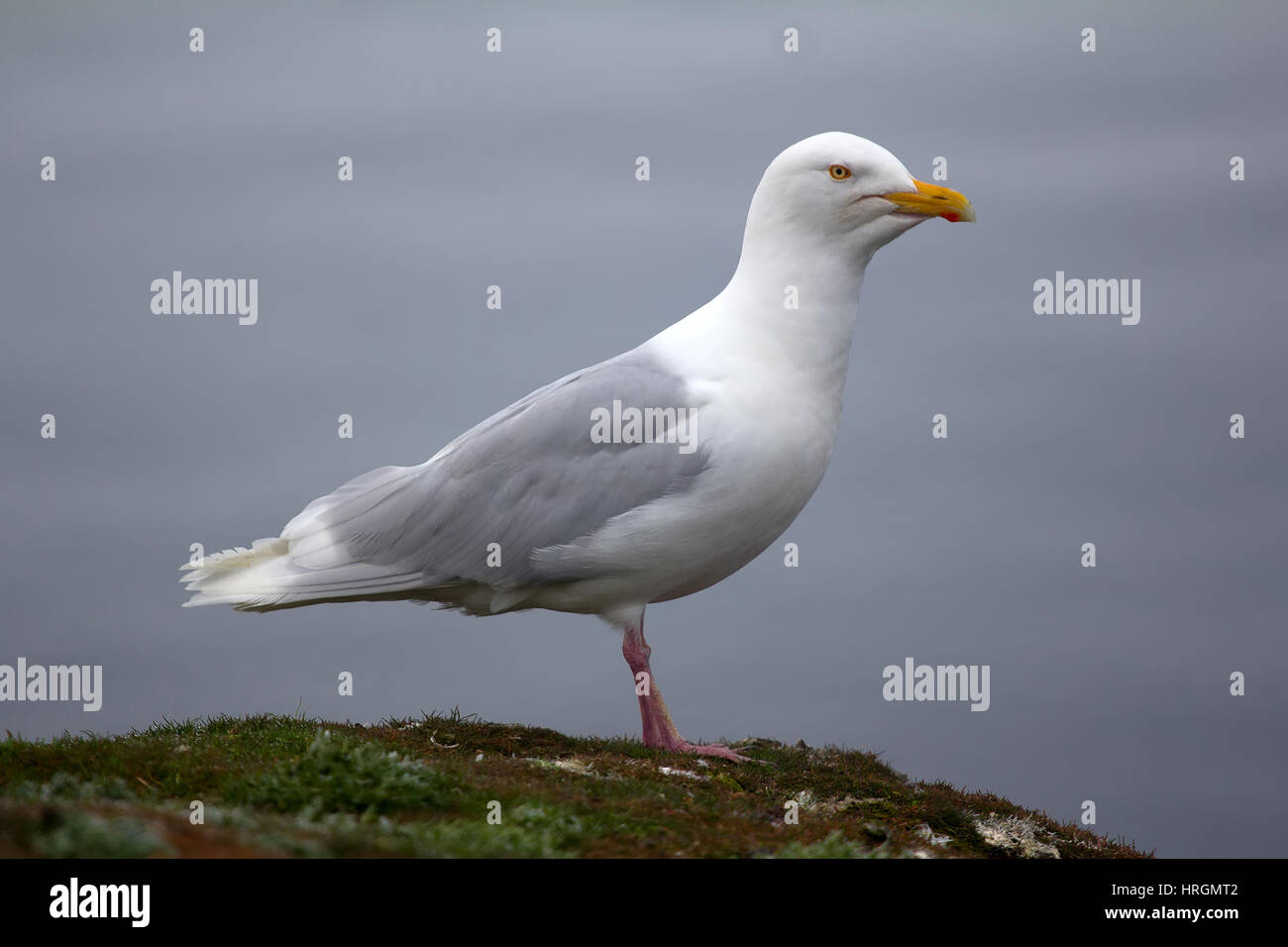 Specialized predator hi-res stock photography and images - Alamy