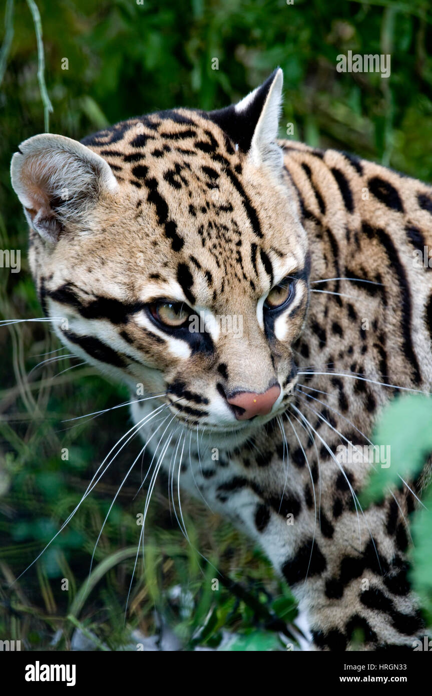 Ocelot (Leopardus pardalis Stock Photo - Alamy