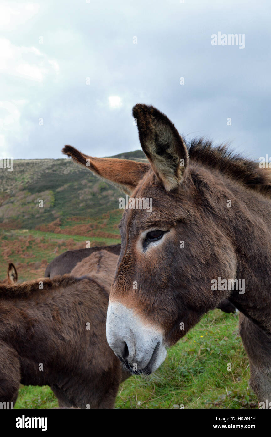 A donkey herd in a pasture during the autumn season Stock Photo - Alamy