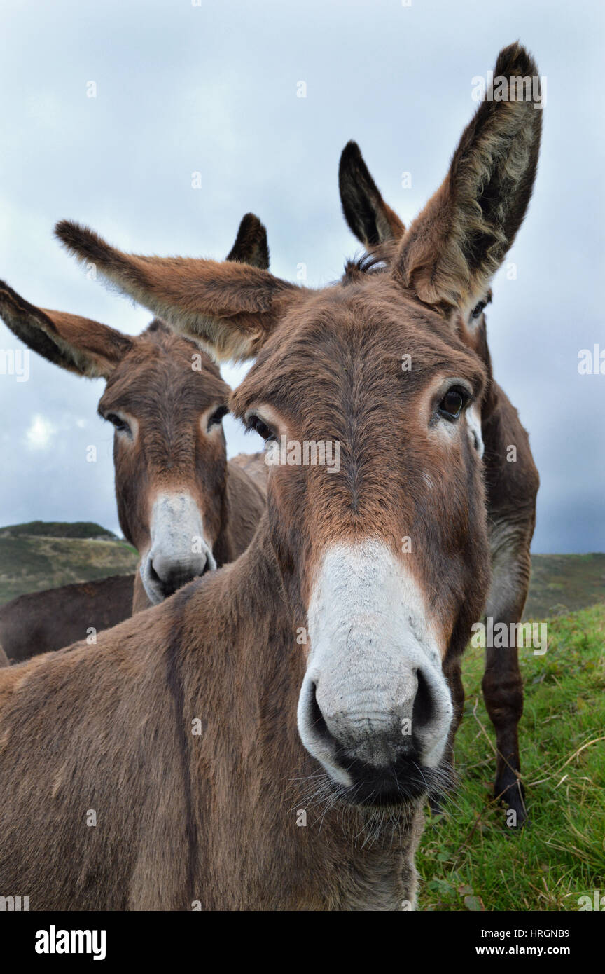 Donkey hi-res stock photography and images - Alamy