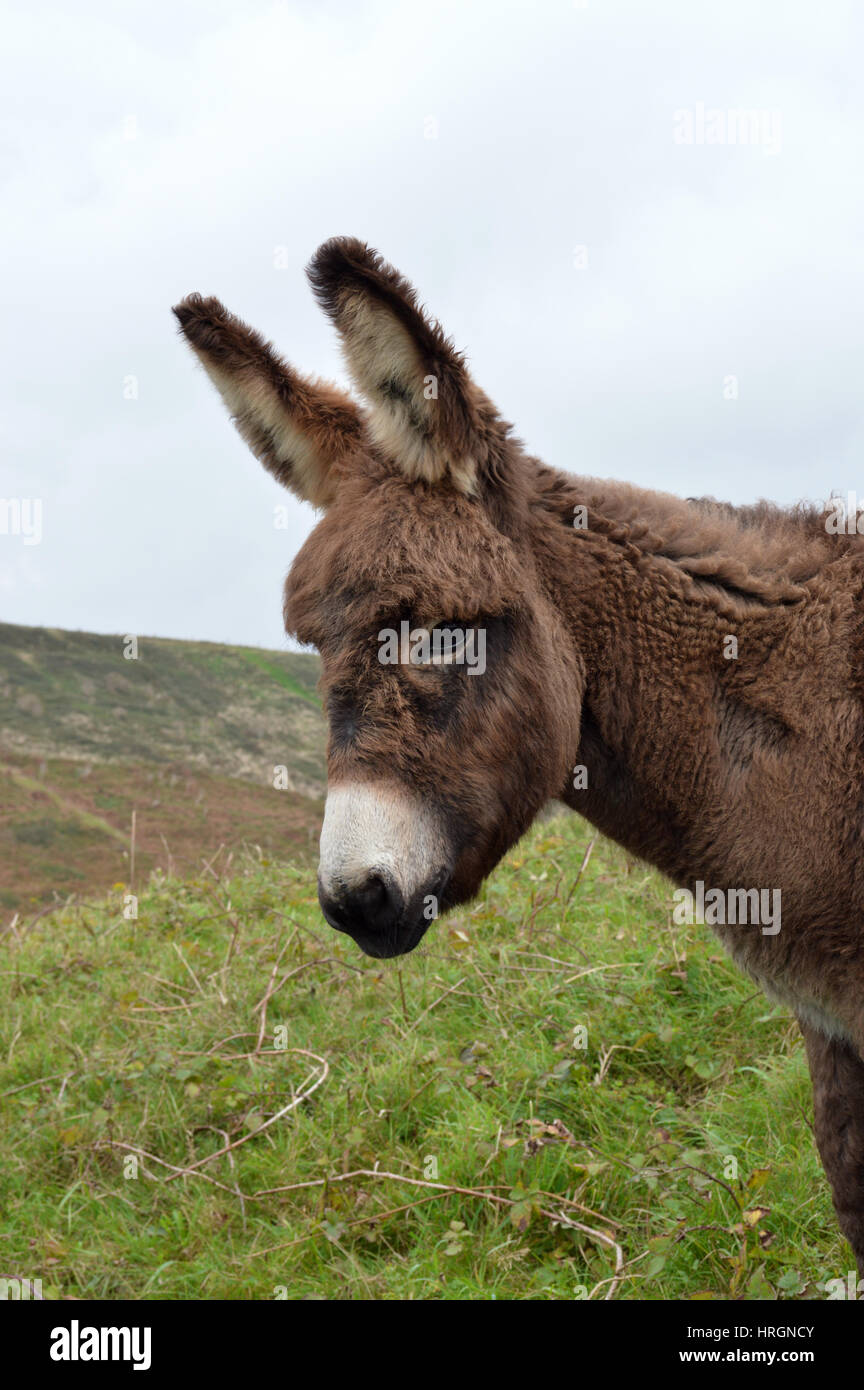 A baby donkey in Normandy, France Stock Photo - Alamy