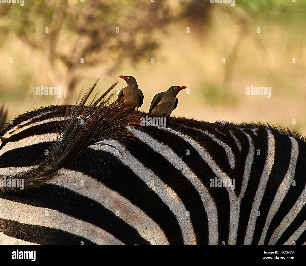 Oxpeckers on zebra Stock Photo - Alamy