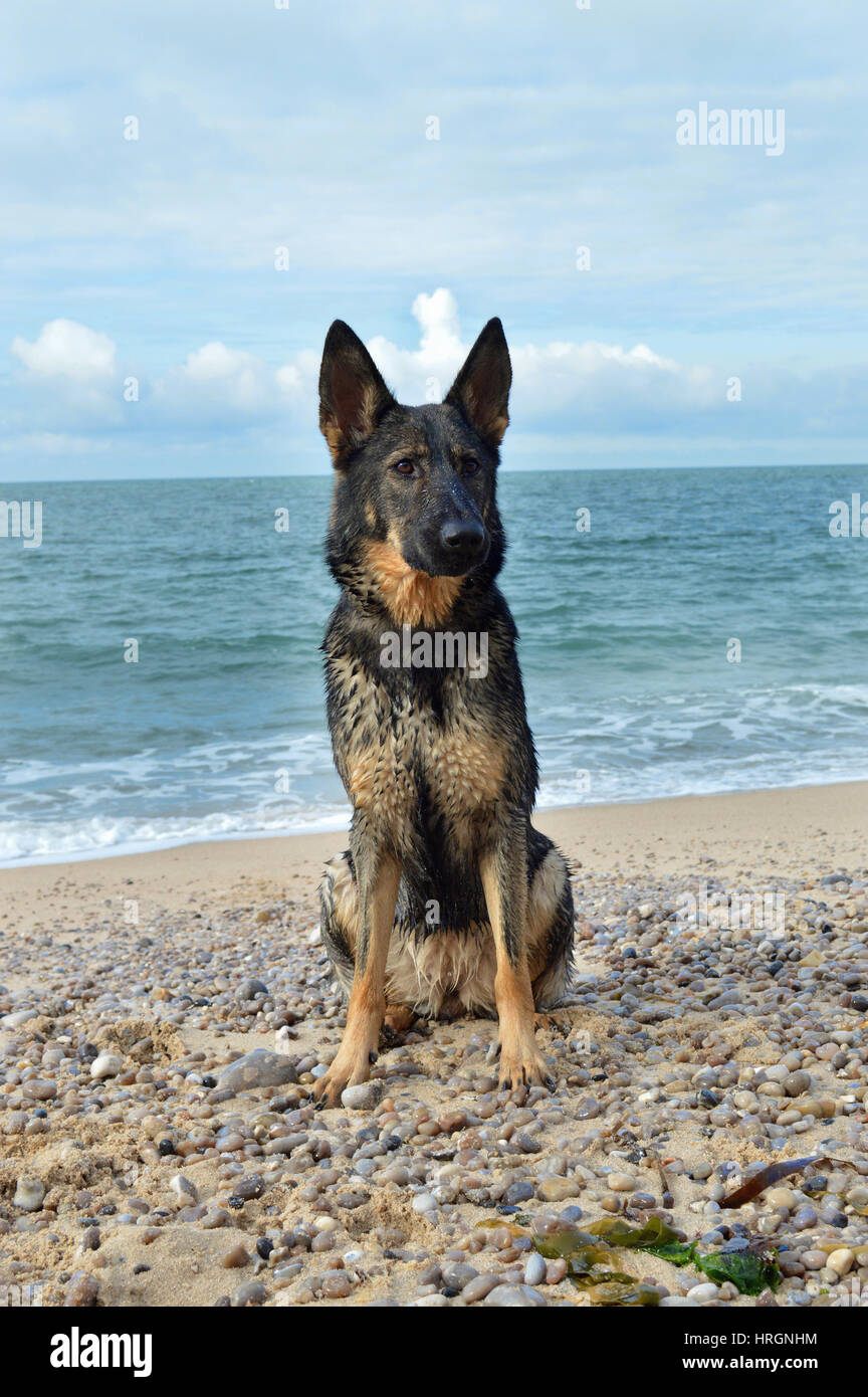 German shepherd on the beach Stock Photo - Alamy