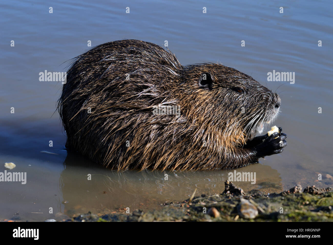 A nutria eat bread Stock Photo - Alamy