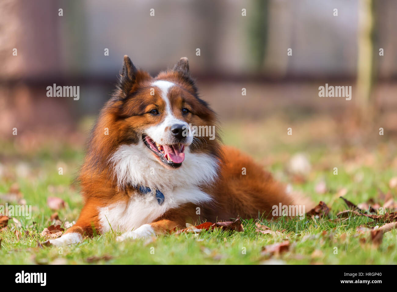 portrait picture of a lying Elo dog Stock Photo - Alamy