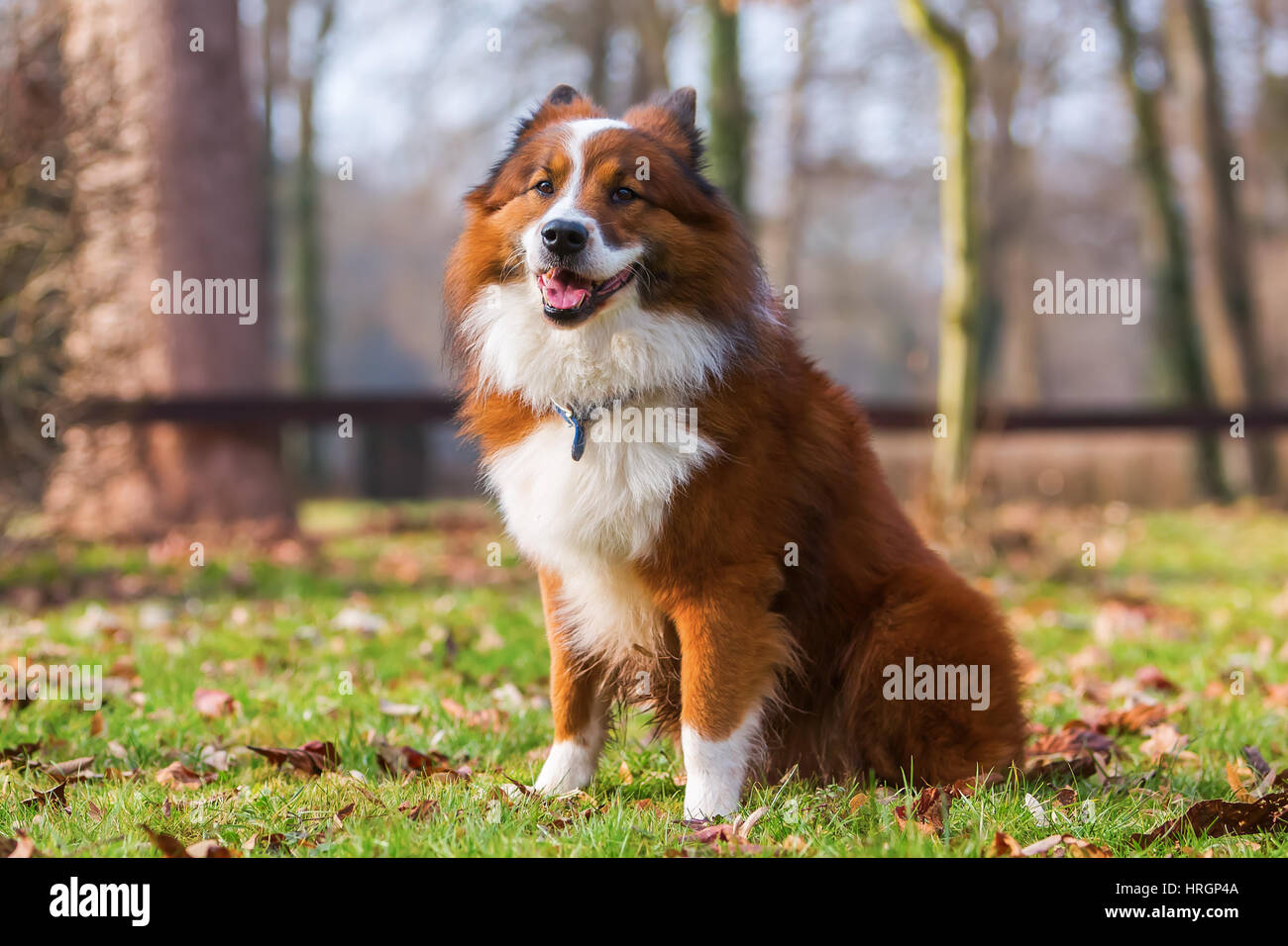 portrait picture of a sitting Elo dog Stock Photo - Alamy