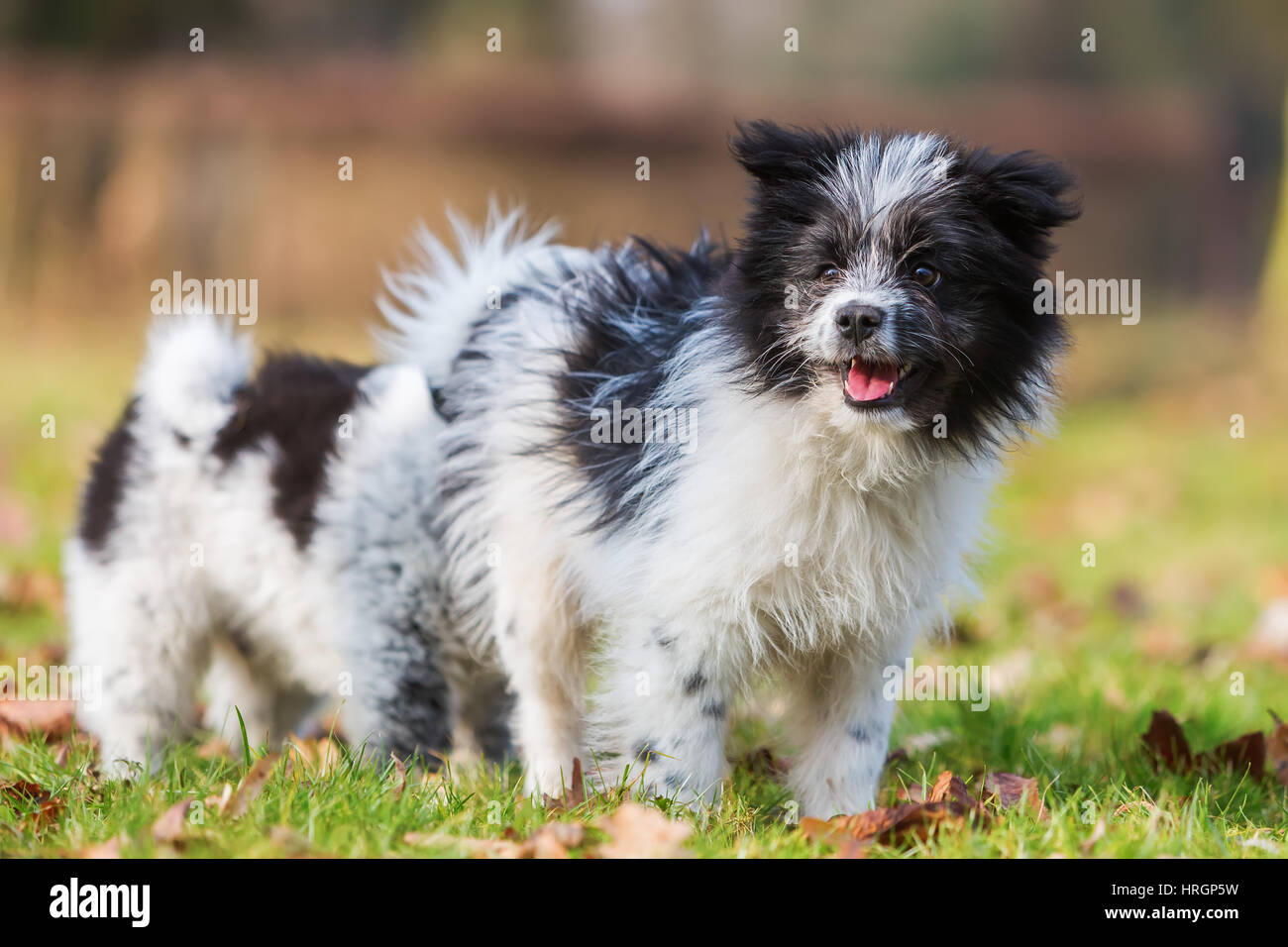 outdoor portrait of a cute Elo puppy Stock Photo - Alamy