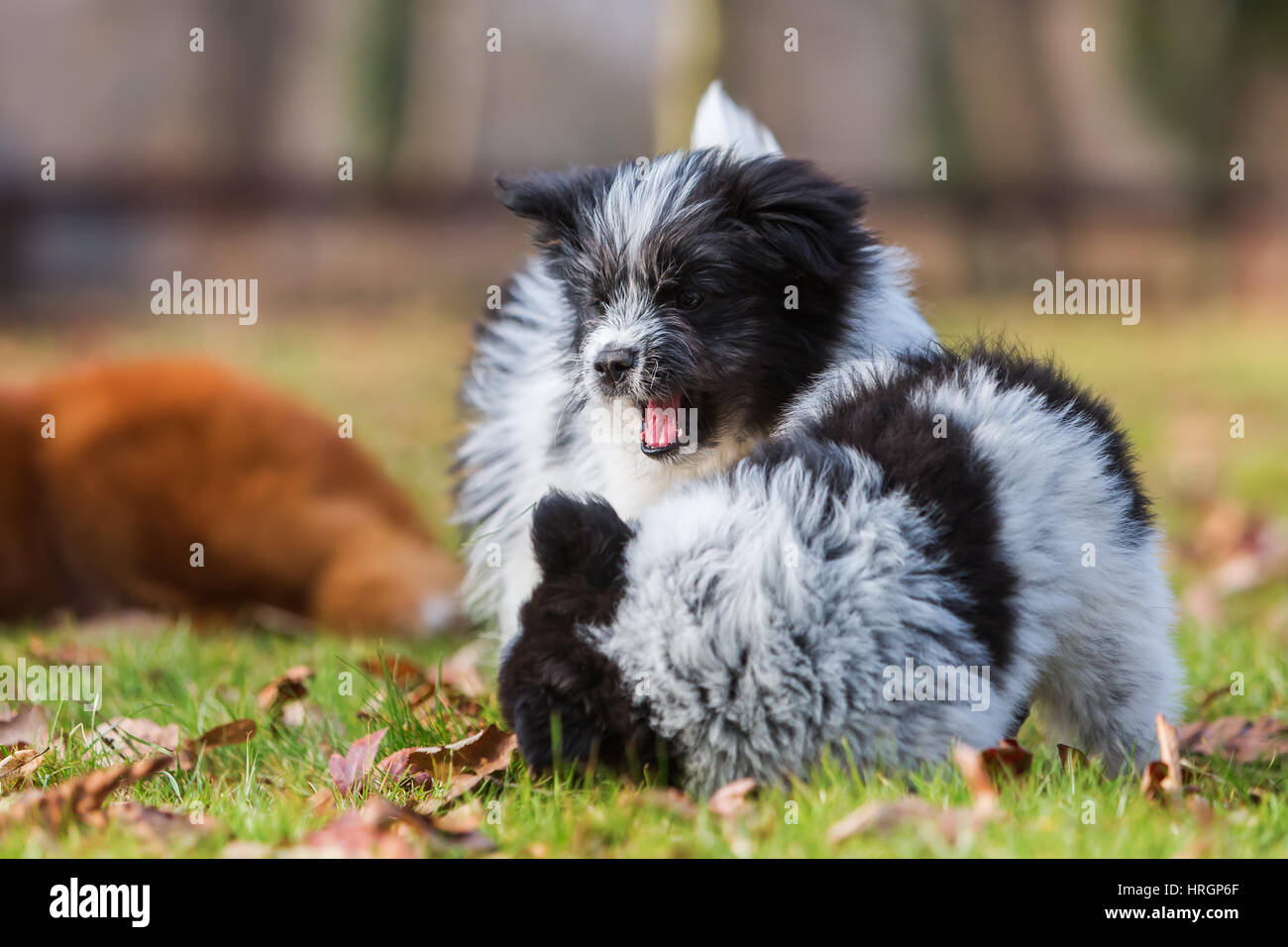 picture of two Elo puppy siblings scuffling on the grass Stock Photo ...