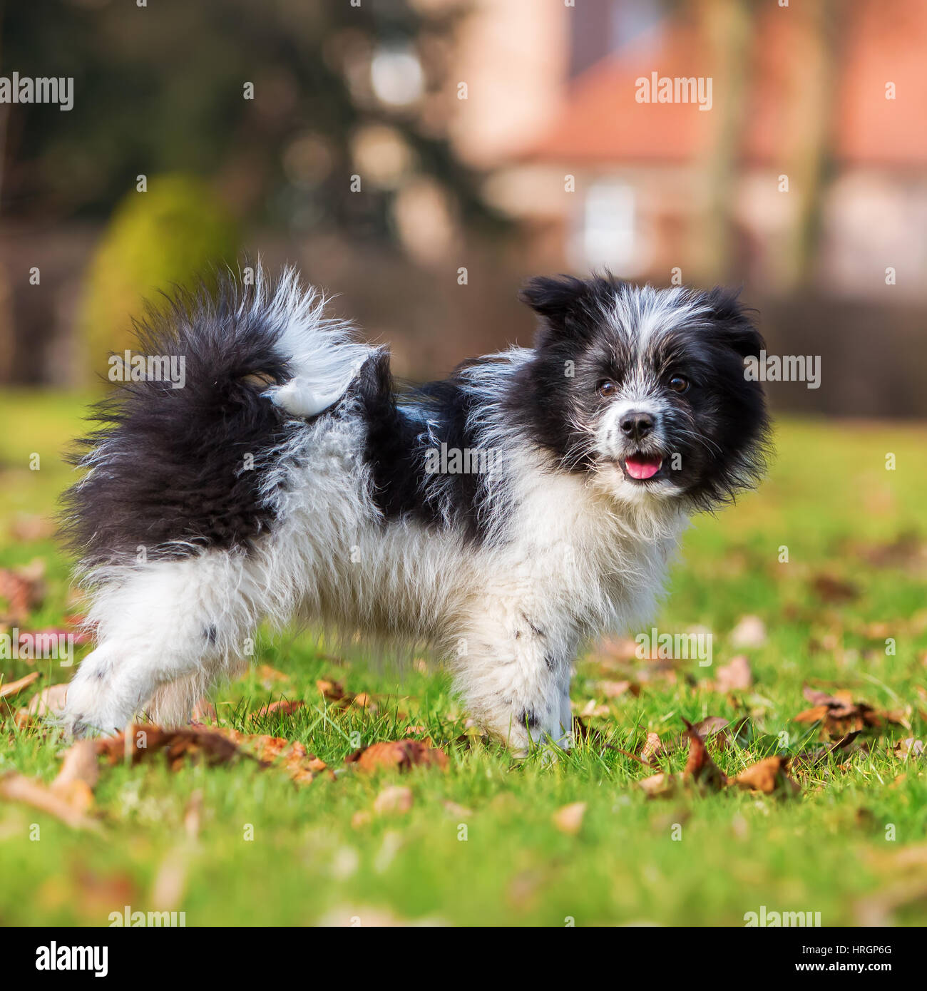 outdoor portrait of a cute Elo puppy Stock Photo - Alamy
