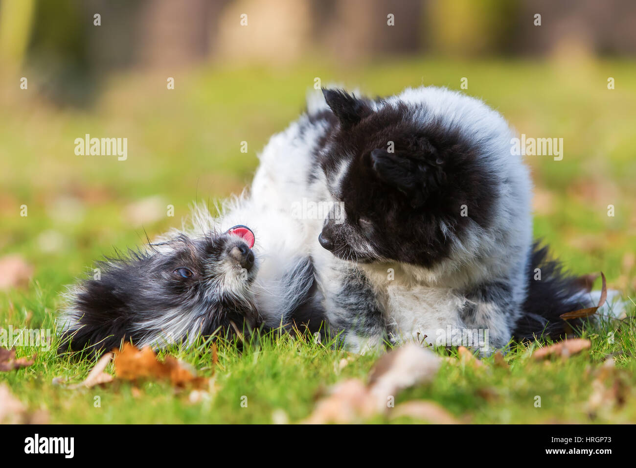 picture of two Elo puppy siblings scuffling on the grass Stock Photo ...
