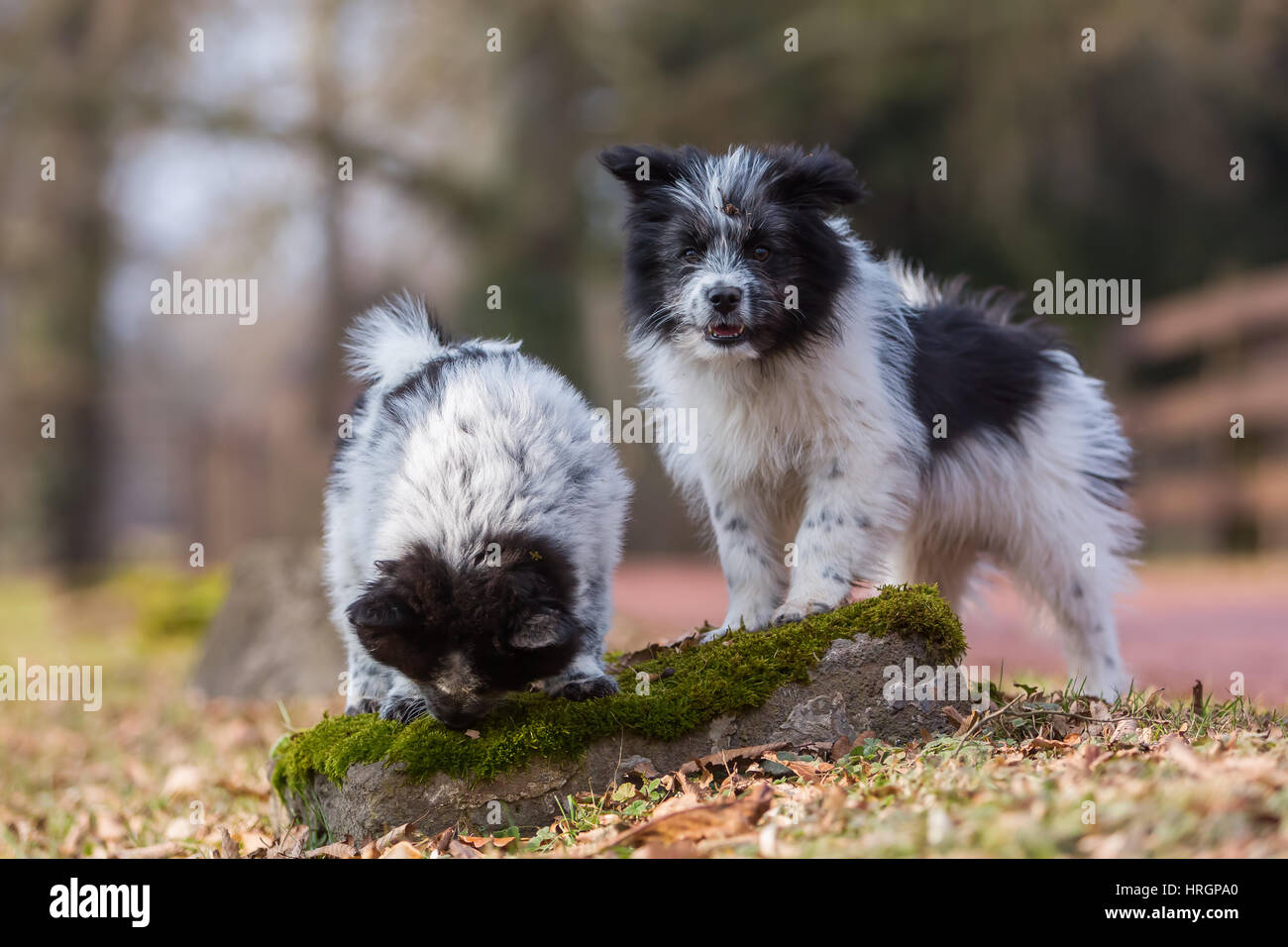 picture of two cute Elo puppies outdoors Stock Photo - Alamy