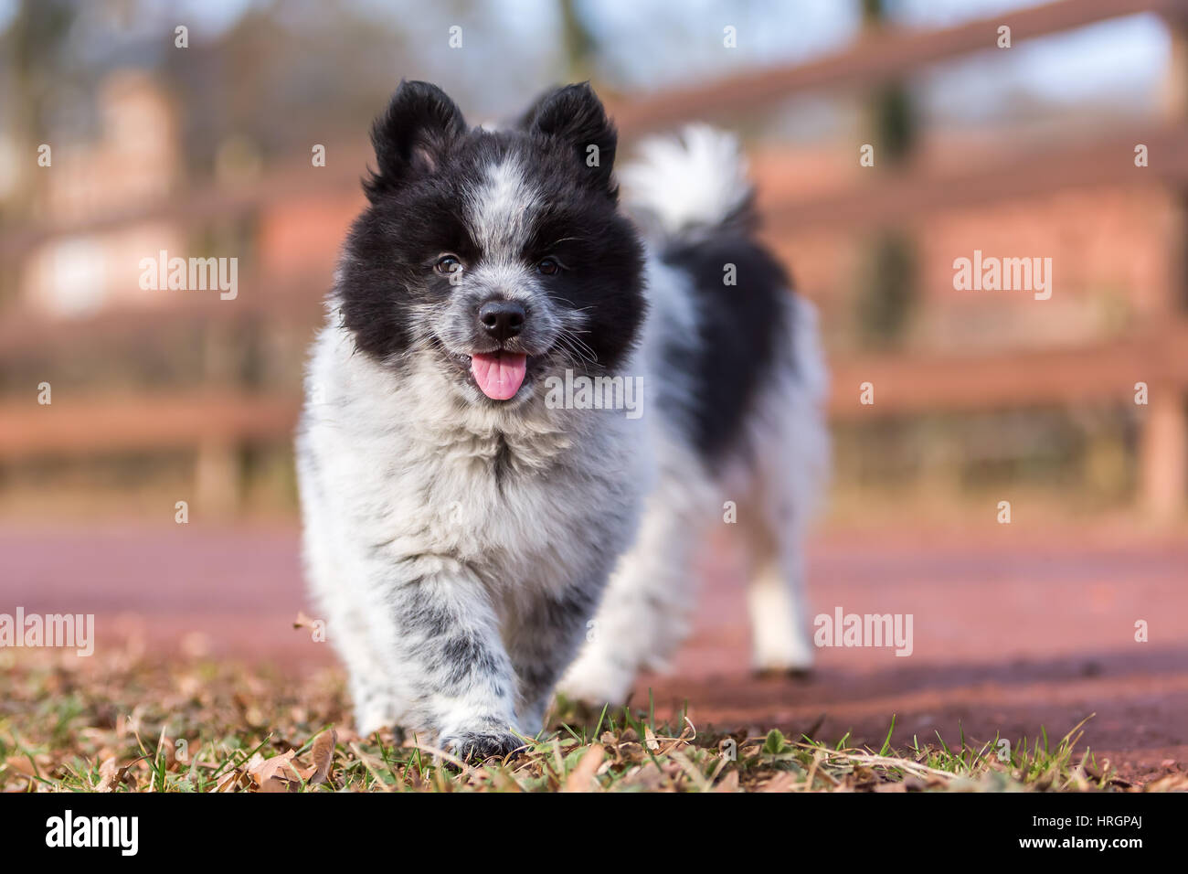 outdoor portrait of a cute Elo puppy Stock Photo - Alamy