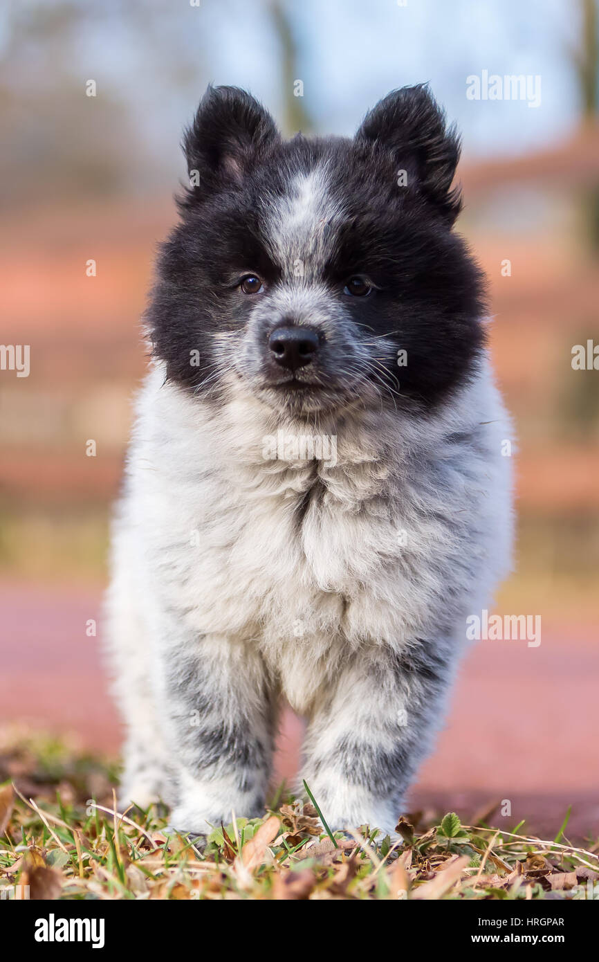 outdoor portrait of a cute Elo puppy Stock Photo - Alamy