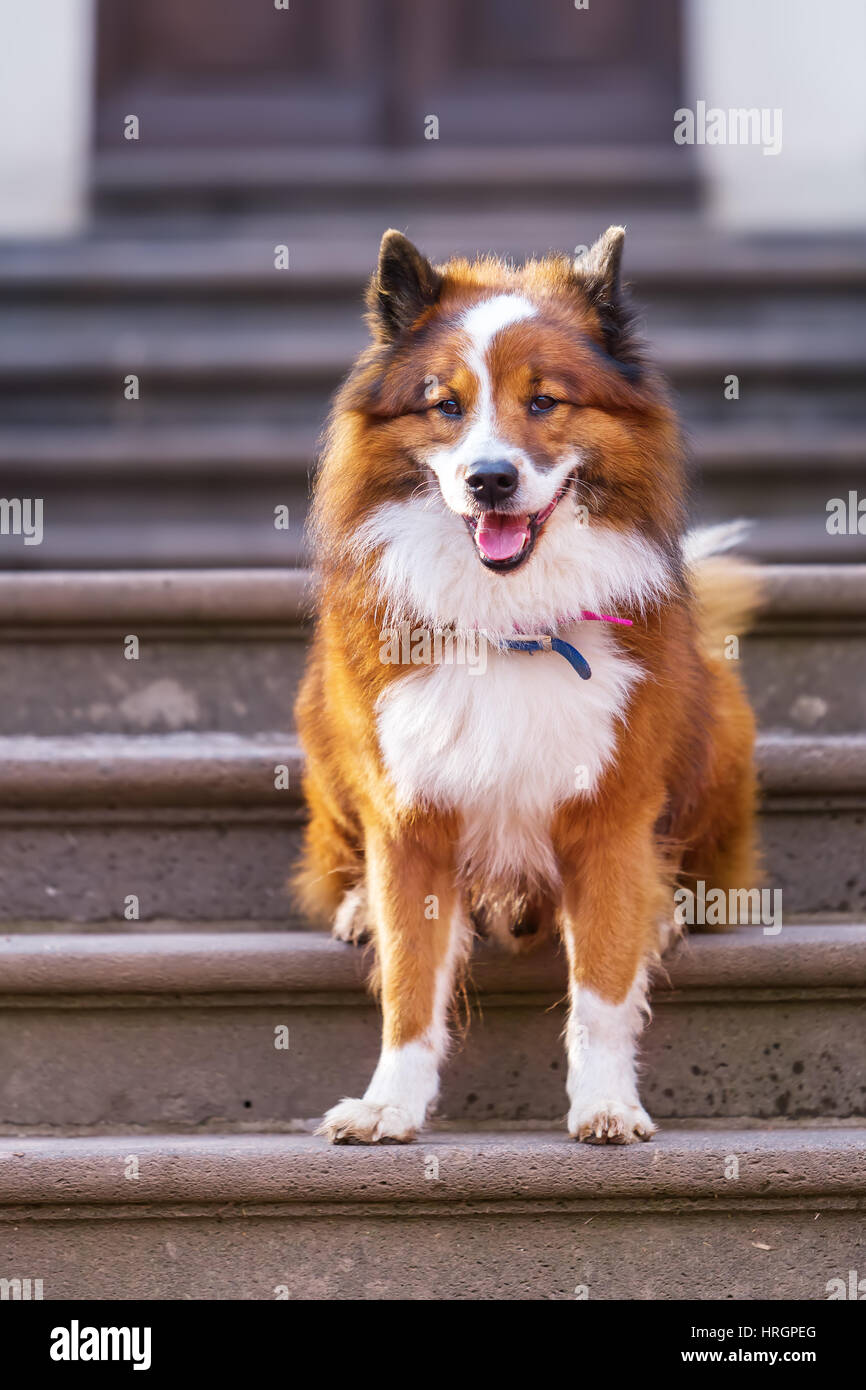 Dog sitting on stairs hi-res stock photography and images - Alamy