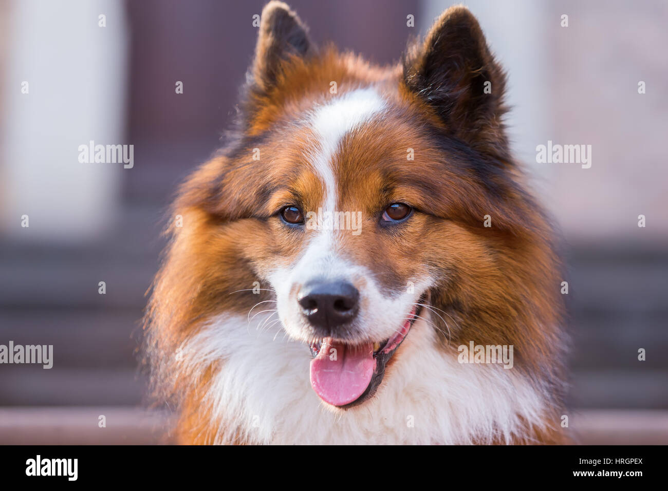 frontal head portrait of an Elo dog Stock Photo - Alamy