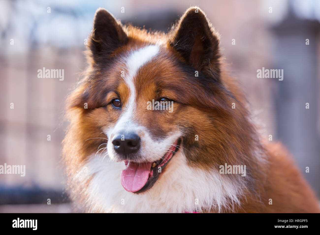 frontal head portrait of an Elo dog Stock Photo - Alamy