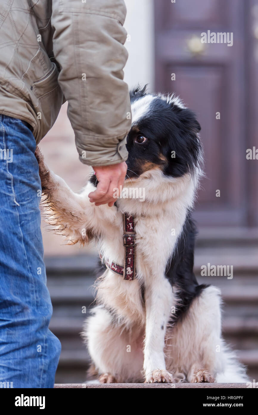 Giving paw hi-res stock photography and images - Alamy