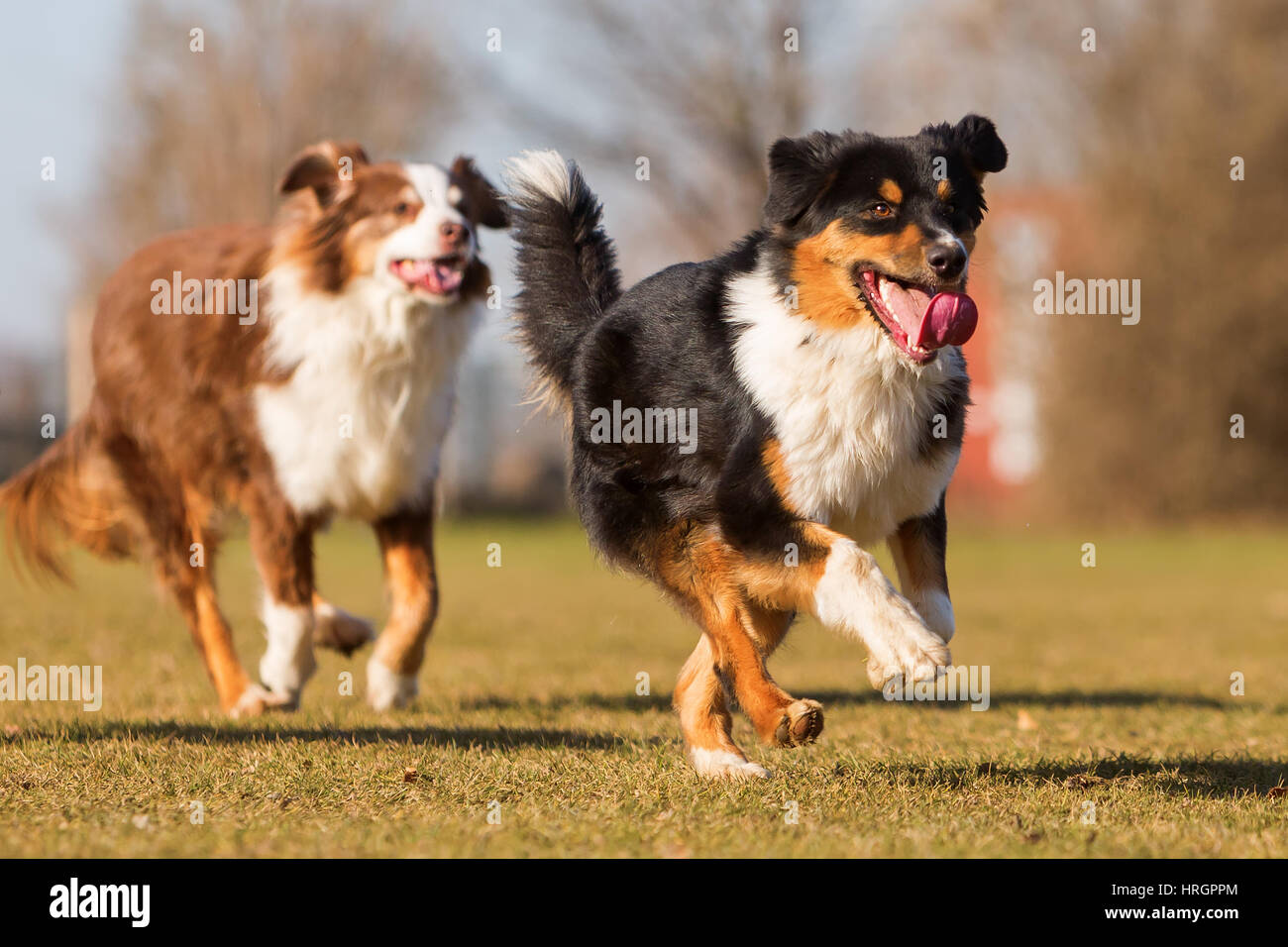 picture of two Australian Shepherds running on the meadow Stock Photo ...