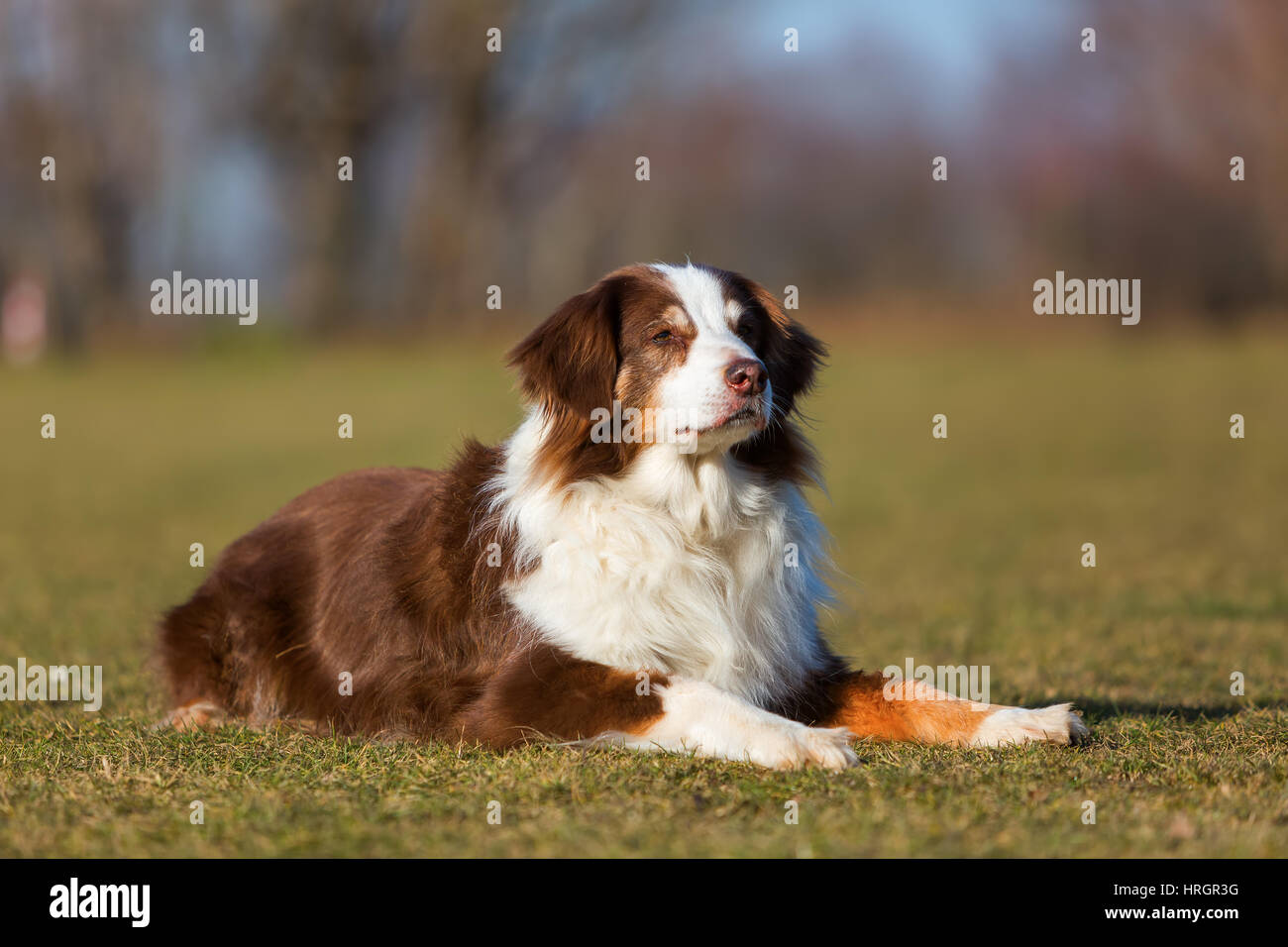 portrait of an old Australian Shepherd on the meadow Stock Photo - Alamy
