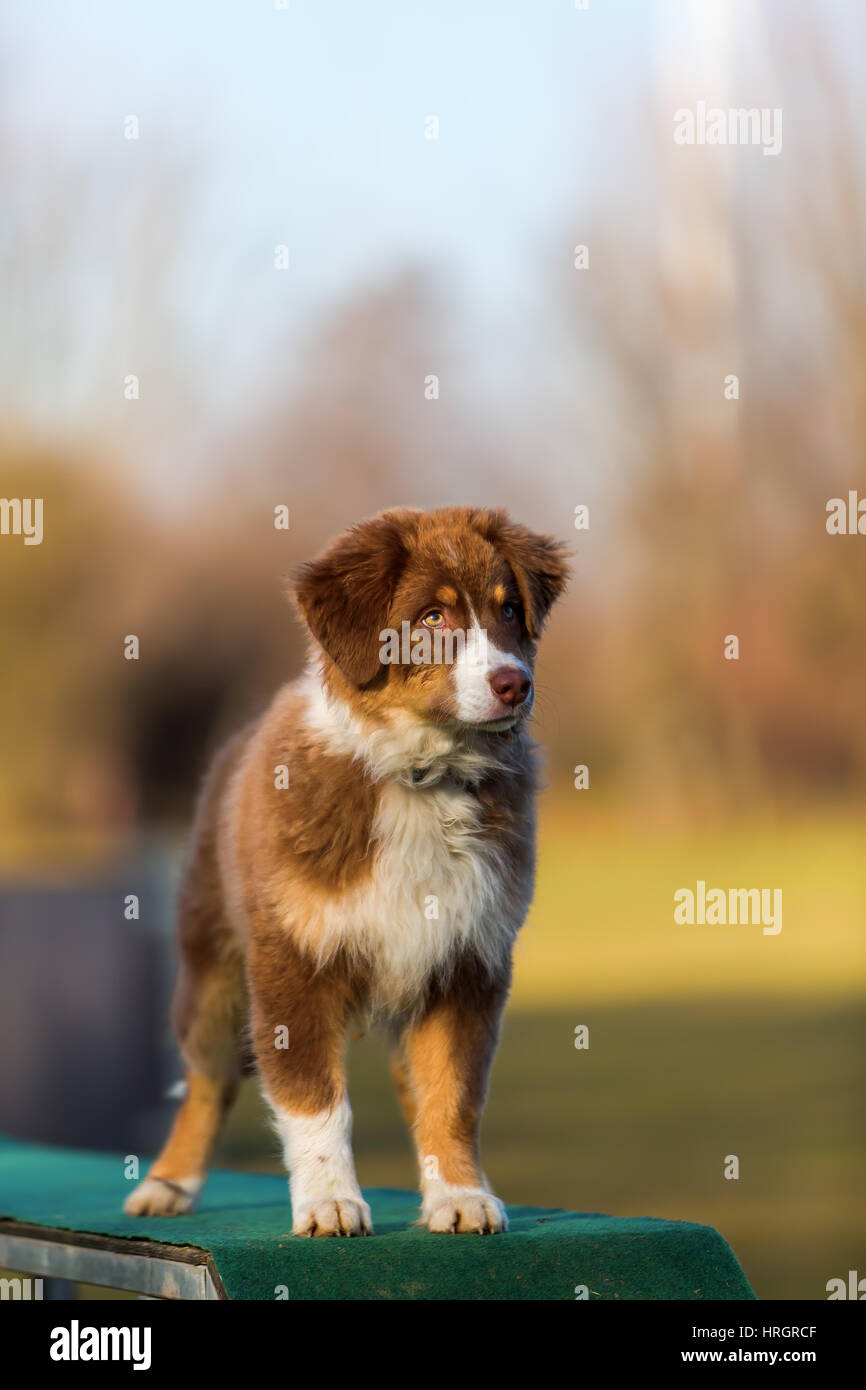 Australian shepherd puppy standing hi-res stock photography and images ...