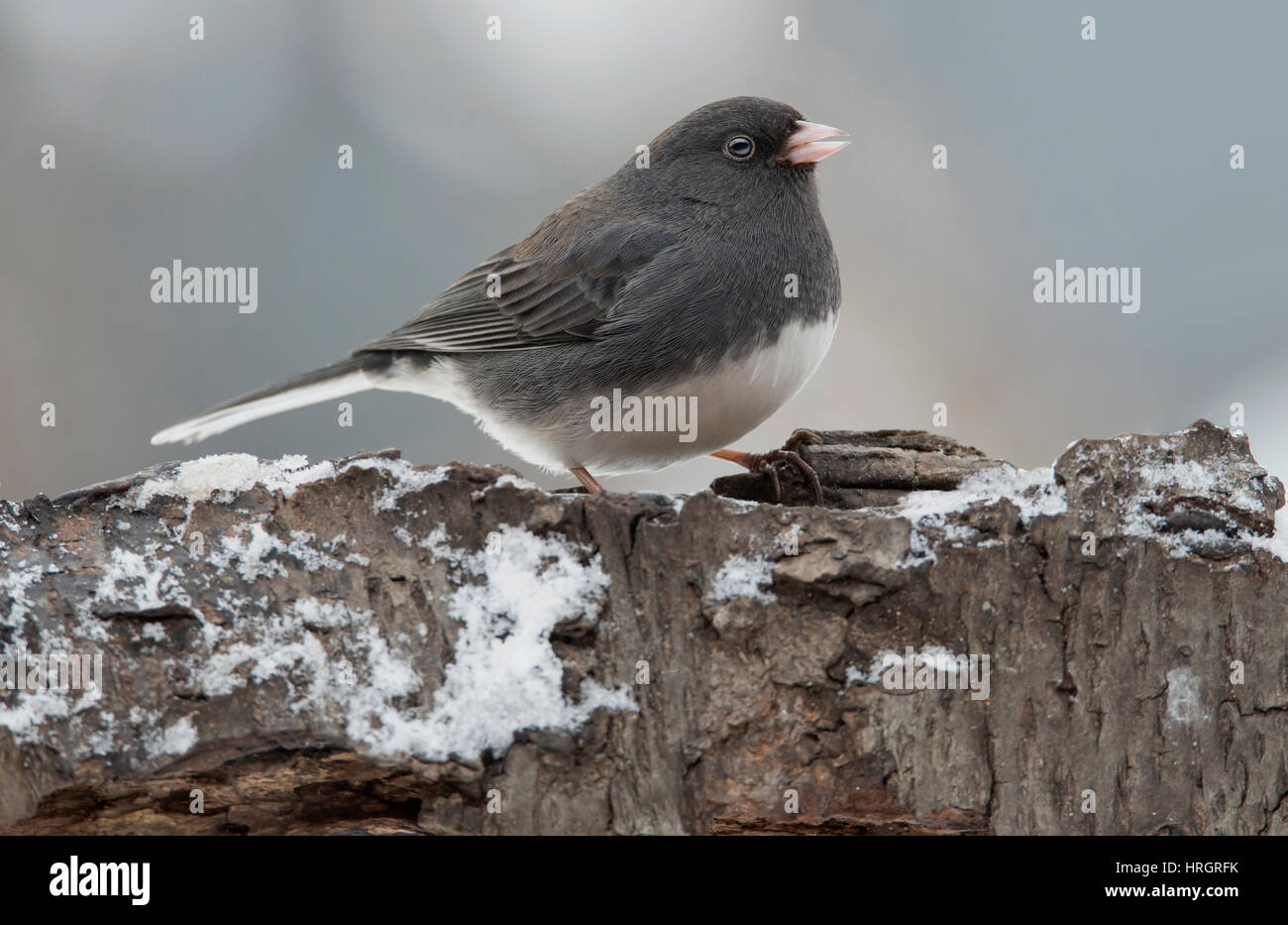 Slate-Colored Junco, Dark-eyed Junco (Junco hyemalis), winter setting ...