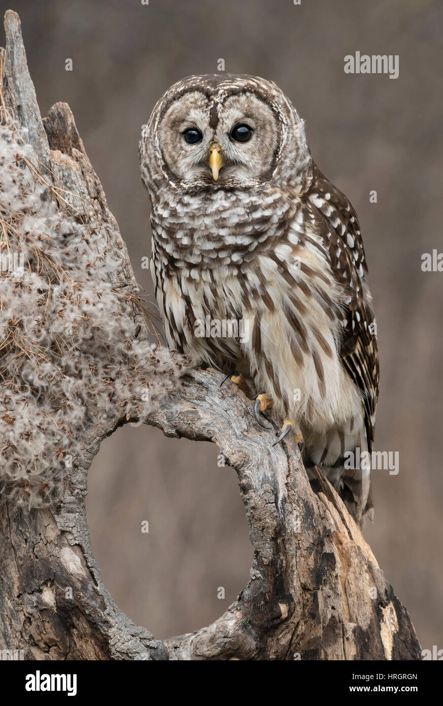 Barred owl hi-res stock photography and images - Alamy