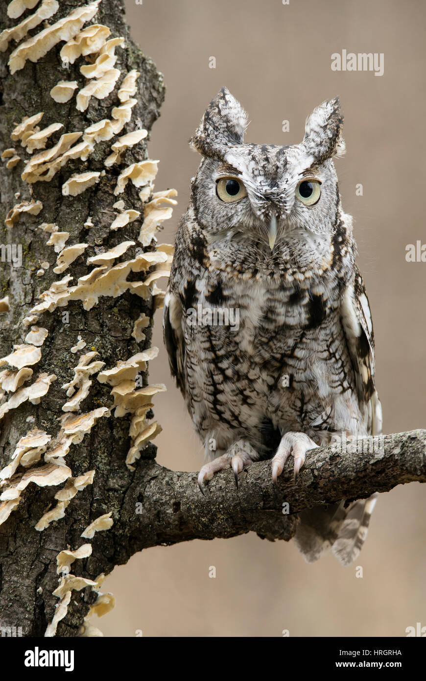 Megascops High Resolution Stock Photography and Images - Alamy