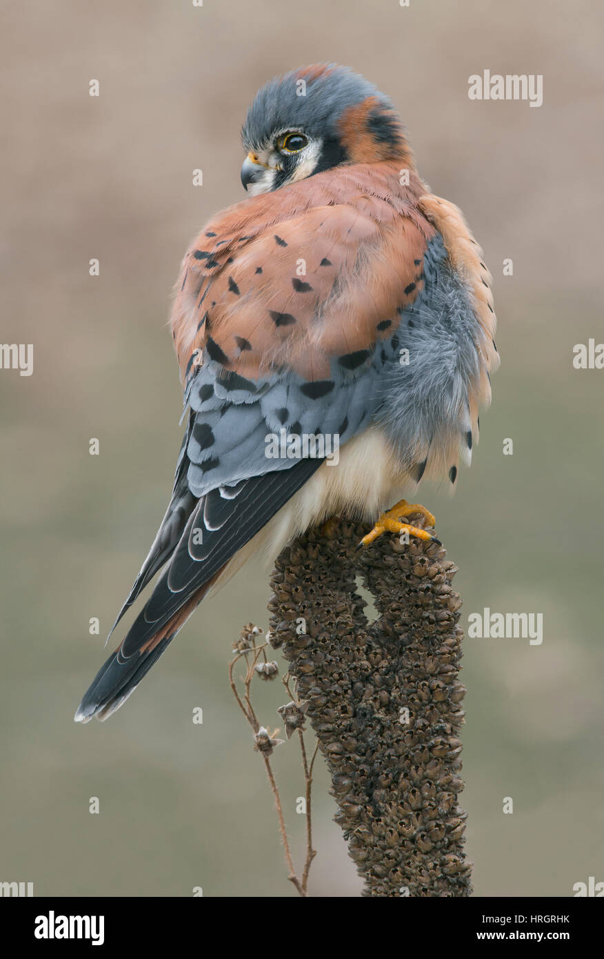 Male hawk hi-res stock photography and images - Alamy