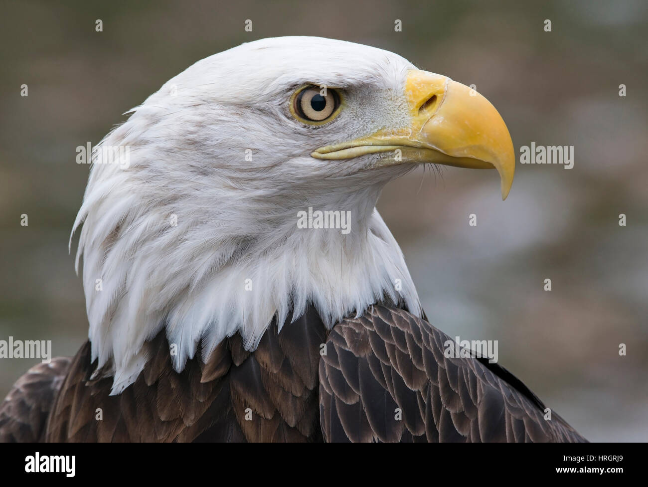 Face of American Bald Eagle (Haliaeetus leucocephalus), North America ...